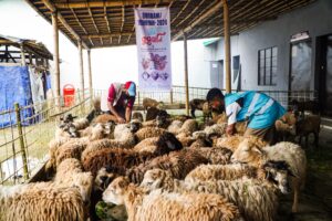 BASMAH Guide to Qurbani: Rules, Requirements, and How Your Sacrifice ...